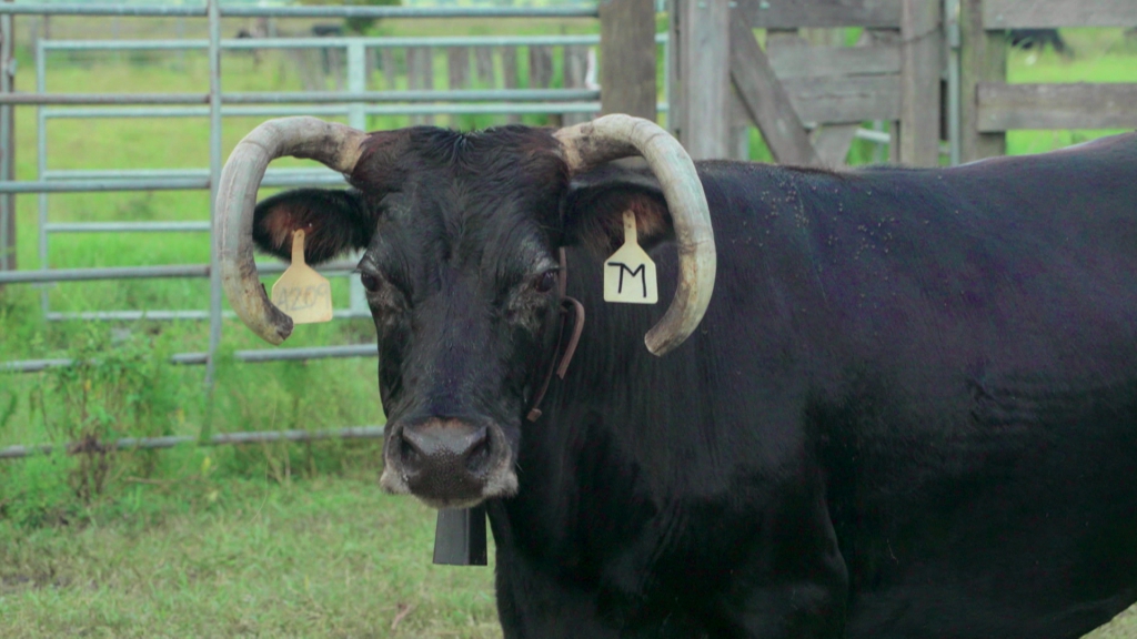 "Flossie Bell - Cracker Cow" - from the Great Florida Cattle Drive ...
