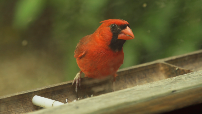Exploring Birdsong Nature Center | WFSU Local Routes