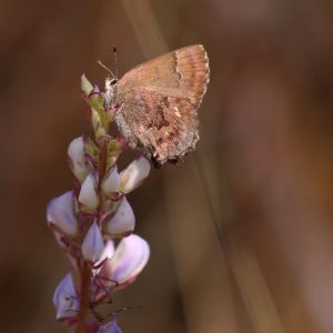 Frosted Elfin: Rare Butterfly of the Munson Sandhills | WFSU Local Routes