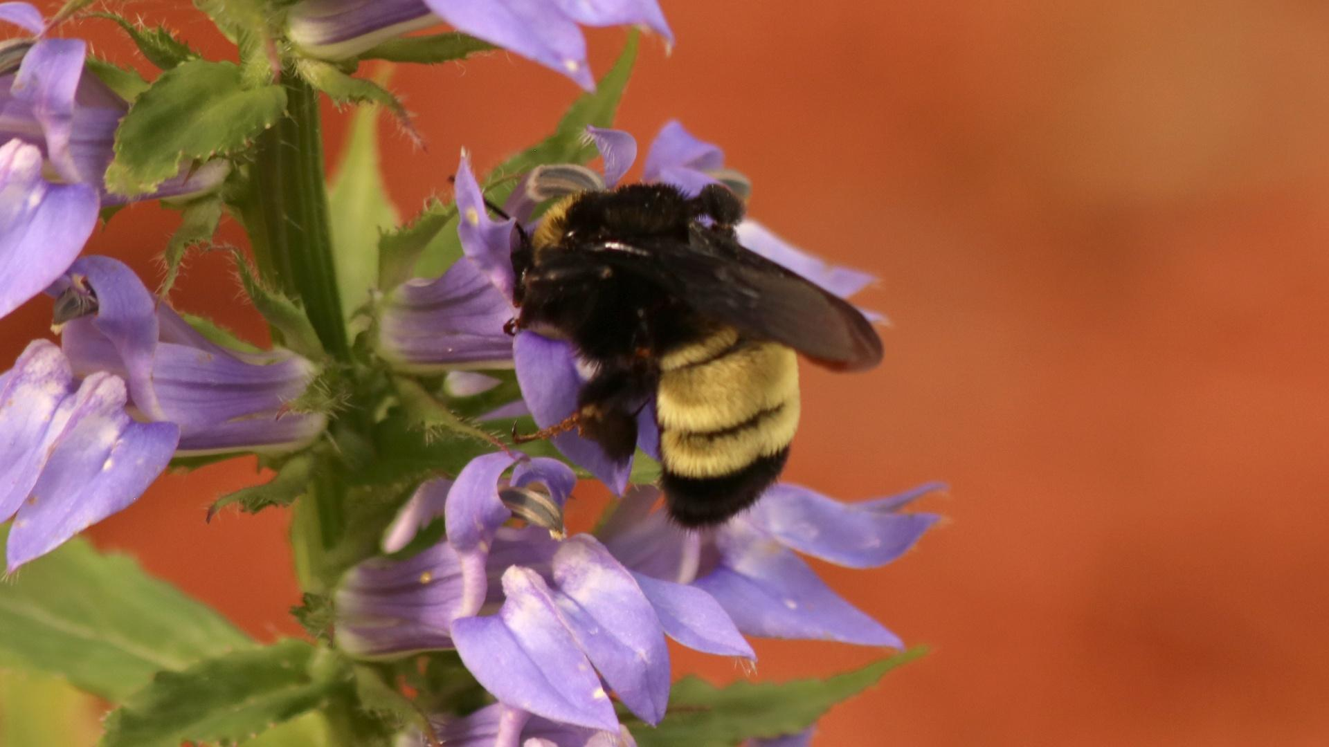 Beekeepers Give Home to Rare American Bumblebee Colony | WFSU Local Routes