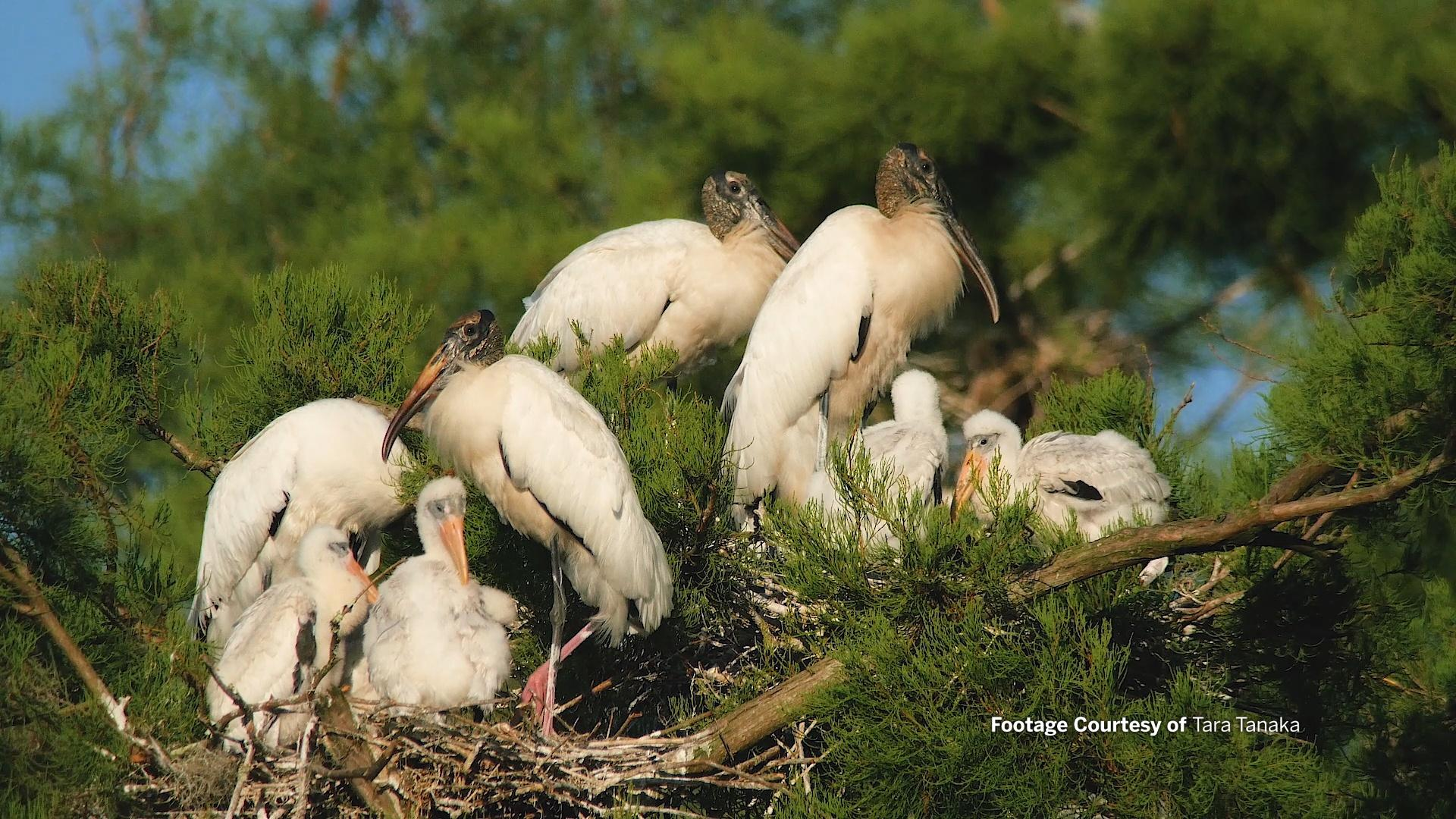 Jim and Tara's Wood Stork Rookery|A Backyard Swamp Adventure | WFSU ...