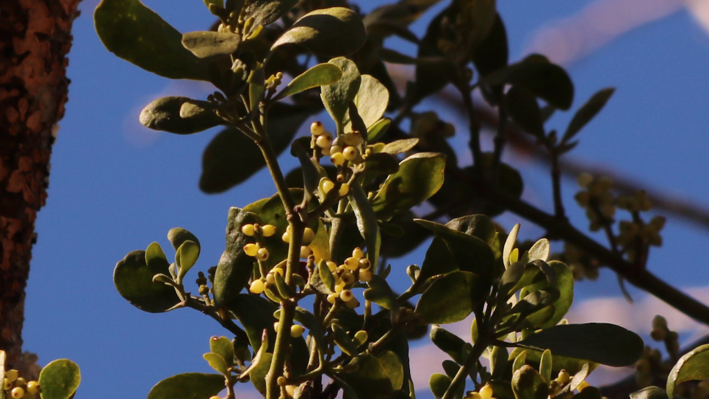 Did You Know Mistletoe Grows On Trees? - WFSU Local Routes