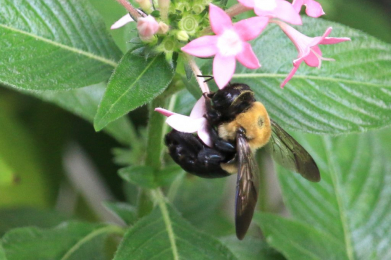Identifying Native Bee Species of North Florida | WFSU Local Routes