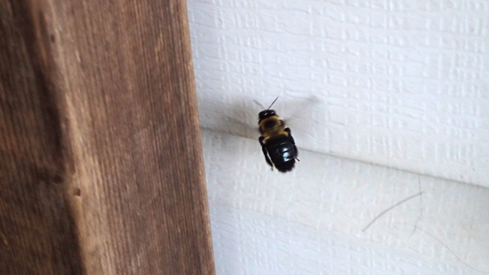 Identifying Native Bee Species of North Florida | WFSU Local Routes