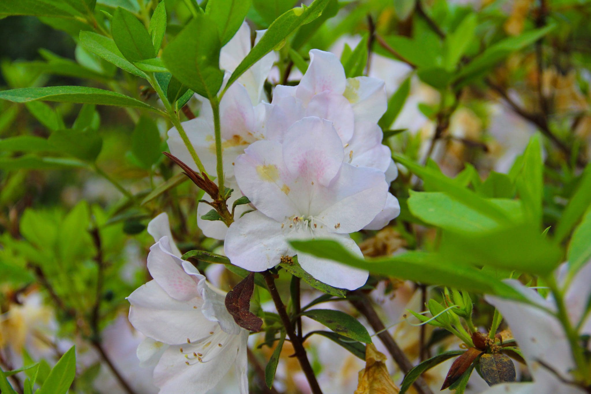 The Vision and History behind the Alfred B. Maclay Gardens State Park ...