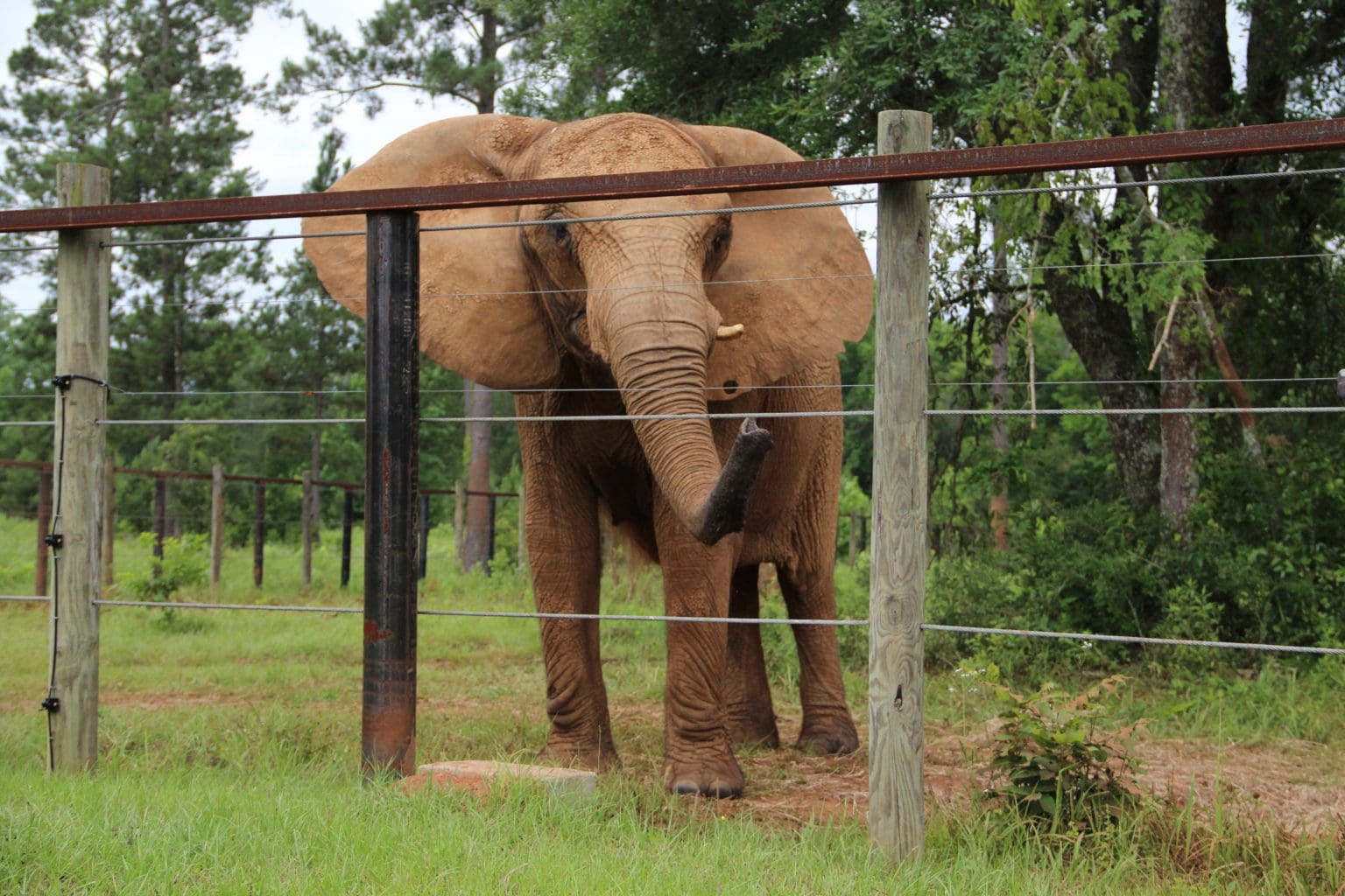 Mundi the elephant relaxes into retirement in south Georgia | WFSU ...