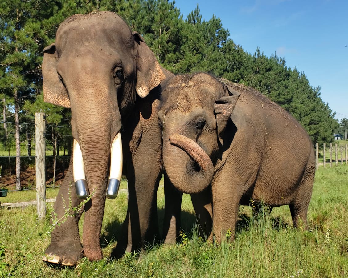Mundi the elephant relaxes into retirement in south Georgia | WFSU ...