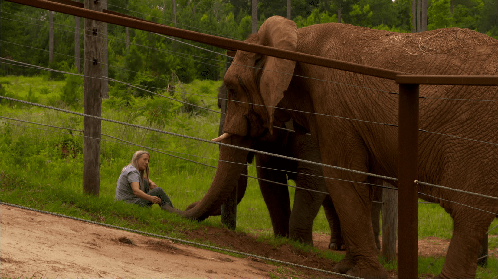 Mundi the elephant relaxes into retirement in south Georgia | WFSU ...